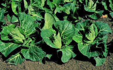 Tantour F1 Pointed Cabbage | Medwyns of Anglesey